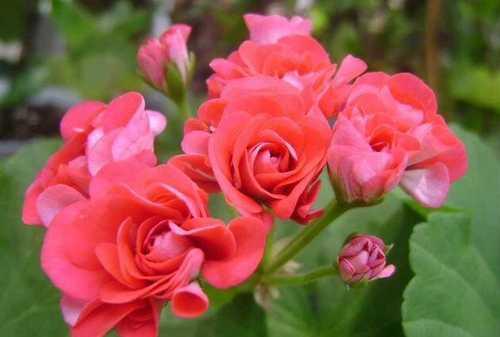 Пеларгонии. Rosebud и Regal Pelargonium