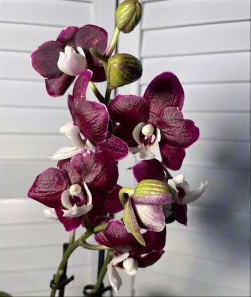 Орхидея фаленопсис Каода Твинкл