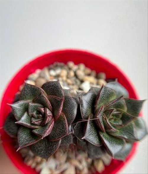 Echeveria