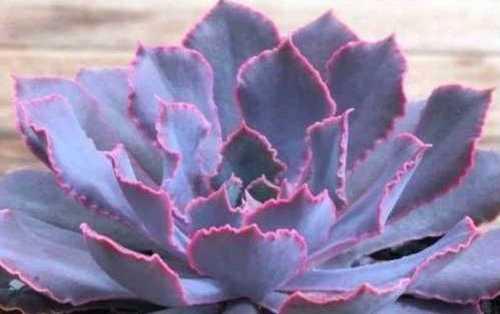 Echeveria Shaviana pink frills