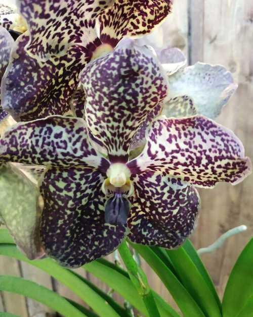 Орхидея Ванда в стекле (в стеклянной вазе)