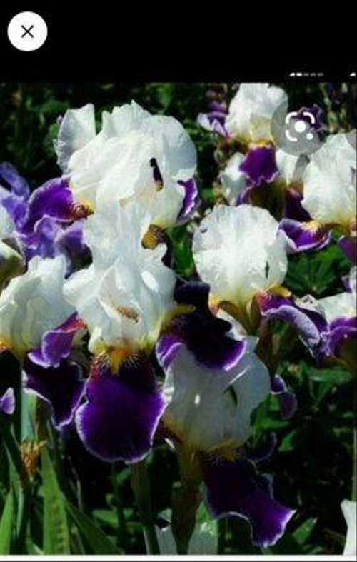 Предлогаю цветы, привожу по договарености