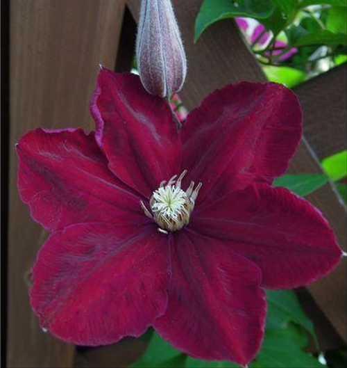 Клематис Руж Кардинал и др.сорта