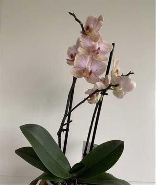 Орхидея фаленопсис Джена