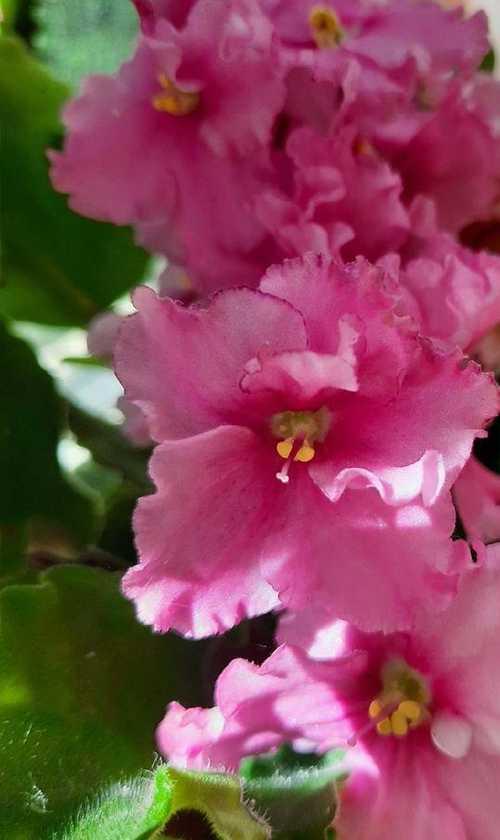 Фиалка - листики, продажа,обмен