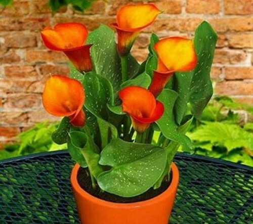 Калла Кэптан Сафари (саженцы)