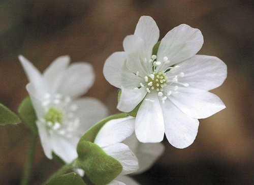 Печеночница благородная, садовое растение