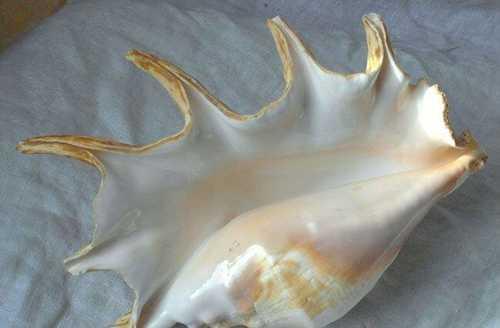 Большая раковина морского моллюска