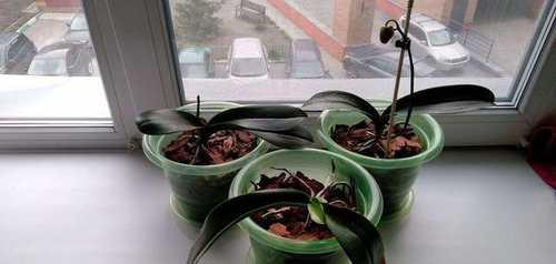 Орхидея фаленопсис 3 шт