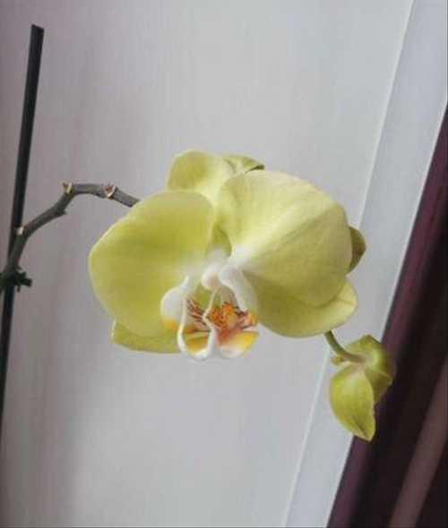 Орхидея фаленопсис жёлтый цвет
