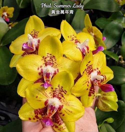 Орхидея Phal. Summer Lady