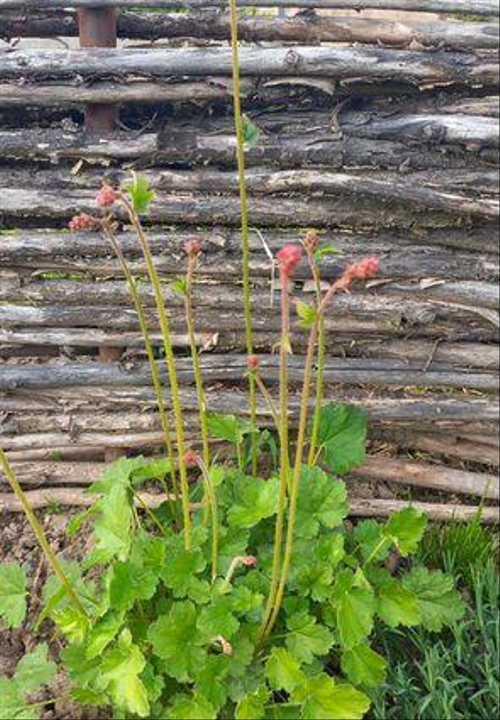 Цветы Садовые Многолетки