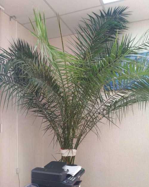 Пальма финиковая