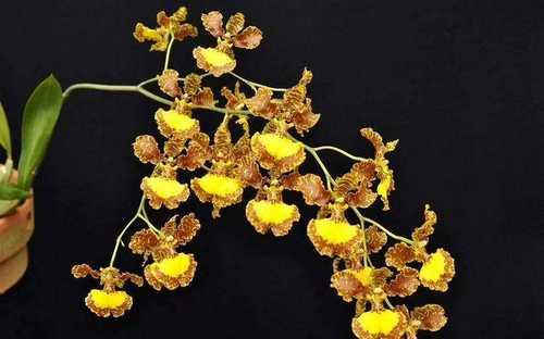 Орхидея Oncidium gardneri