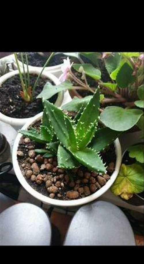 Алоэ митриформис /aloe mitriformis