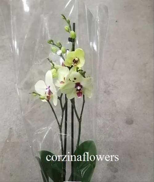 Фаленопсис Еллоу Спот орхидея