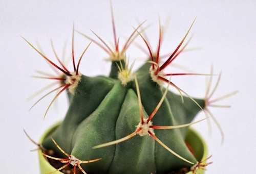 Ферокактус Эмори (Ferocactus Emoryi)
