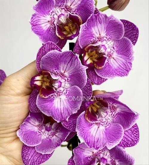 Орхидея фаленопсис Бабочка Сангрия