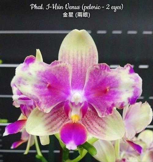 Орхидея Phal. I-Hsin Venus (peloric - 2 eyes)
