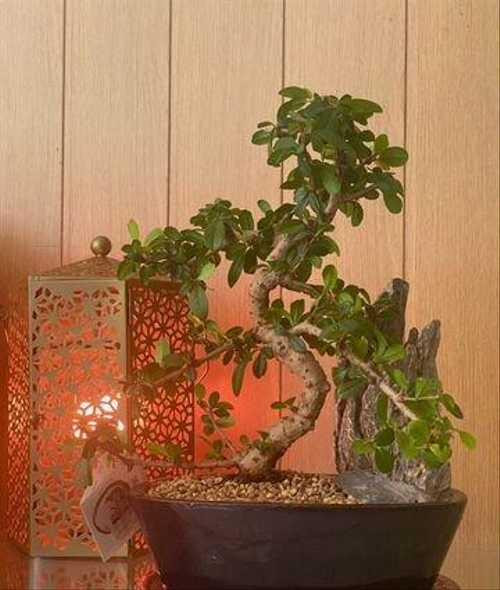 Бонсай кармона (чайное дерево, цветет) 40см