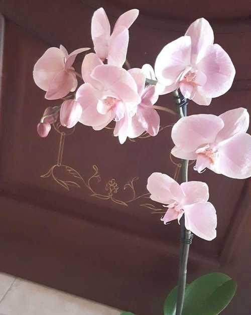 Фаленопсис орхидея rome
