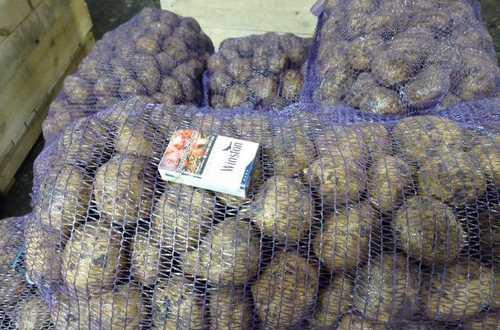 Семенной картофель Коломбо оптом от 20 тонн