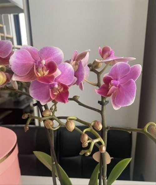 Орхидея Биг Лип Pink Rose