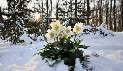 Морозник-рождественская роза в снегу. Корень за
