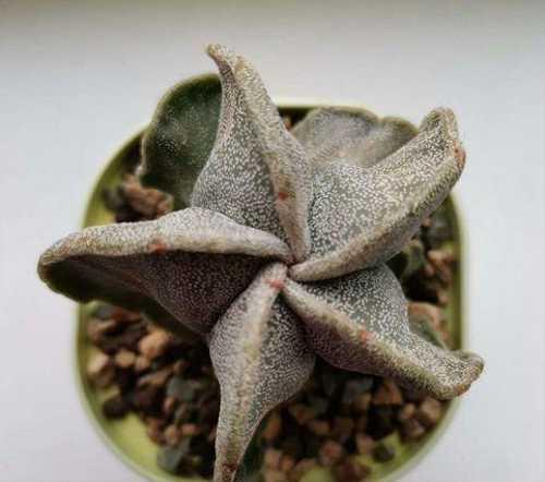 Кактус астрофитум мириостигма (astrophytum myriost