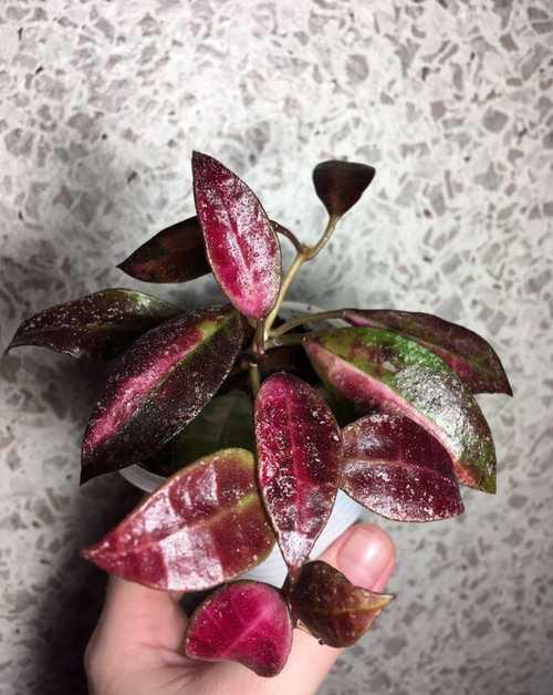 Хойя Валлиниана вариегатная, Walliniana var