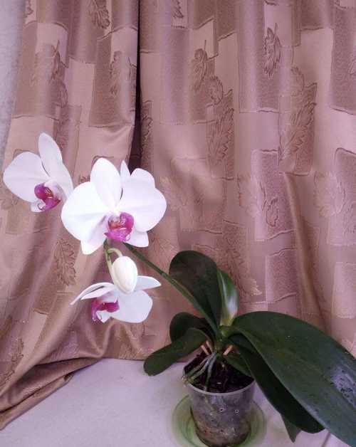 Орхидея фаленопсис рэд лип
