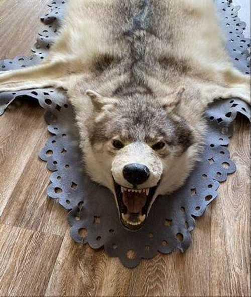 Чучело настоящего сибирского волка