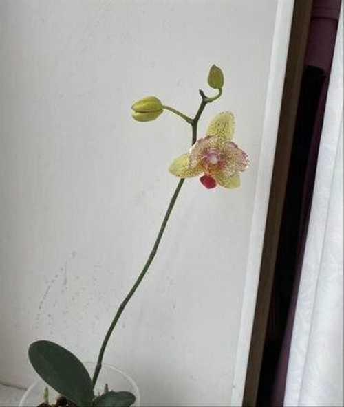 Орхидея фаленопсис бабочка Майя