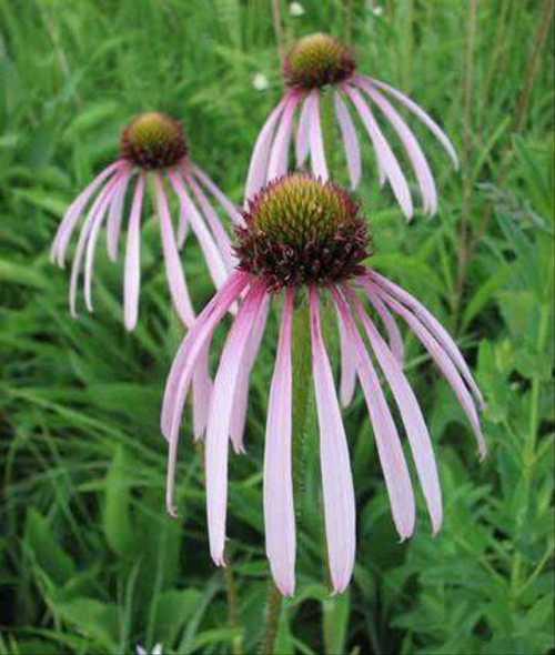 Эхинацея бледная Echinacea pallida 2-х летнее