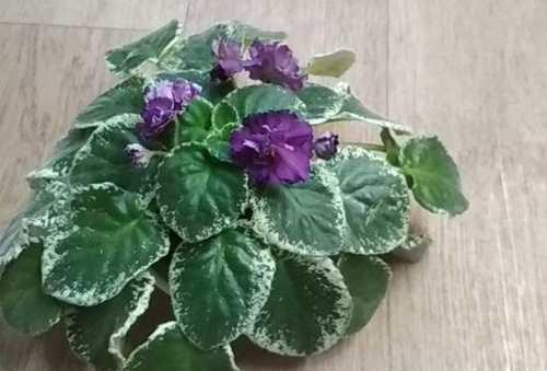 Листочки сортовой фиалки