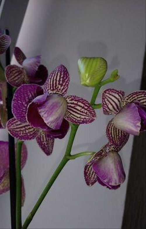 Орхидея фаленопсис Аркадия пелор, полупелор