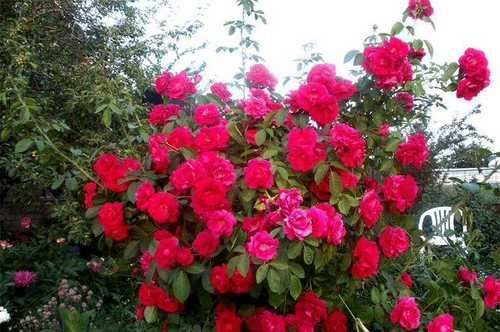 Саженцы плетистой розы Фламентанц