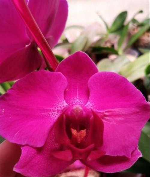 Орхидея фаленопсис stellenbosch полубабочка