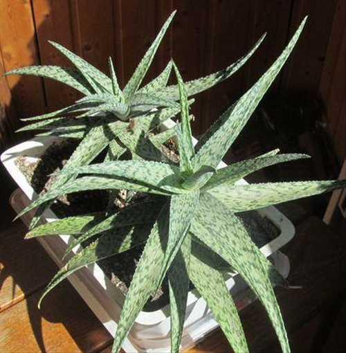 Алоэ Рауха (Aloe rauhii)