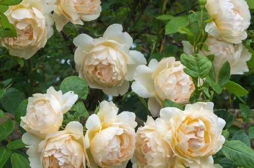 Английская кустовая роза "Воллертон Олд Холл"
