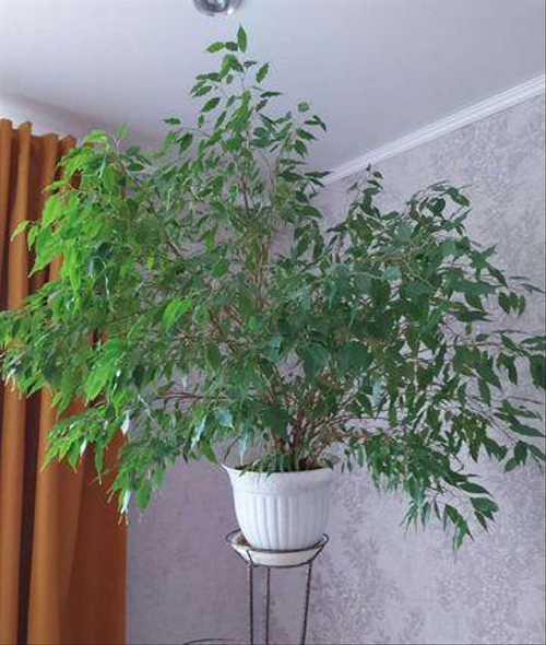 Фикус бенджамина большой, замиокулькас