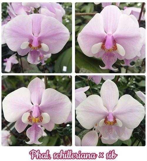 Орхидея Phal. schilleriana x sib