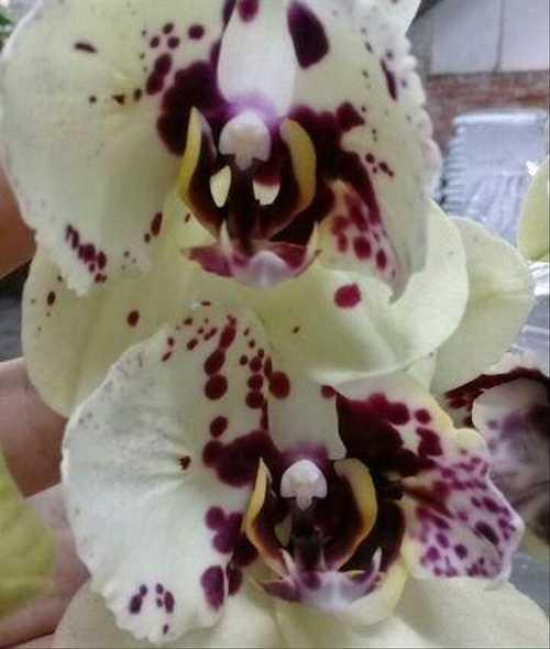 Орхидея фаленопсис бабочка-пилорик Альбуфера 3 цве