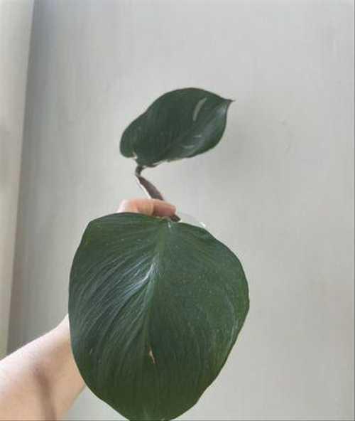Филодендрон Вайт Кнайт Philodendron White Knight