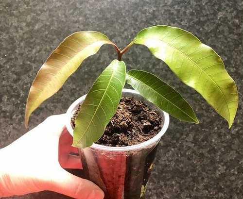 Манго растение комнатное (манговое дерево)