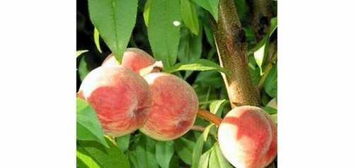Саженцы персиков