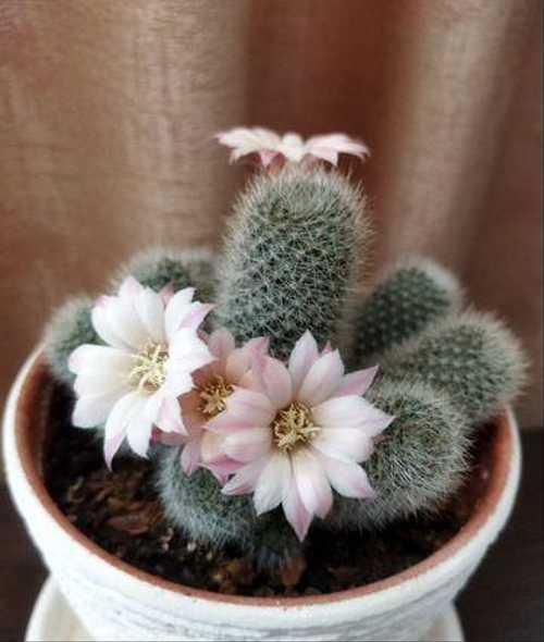 Кактус Rebutia