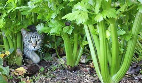 Рассада сельдерея листового и корешкового