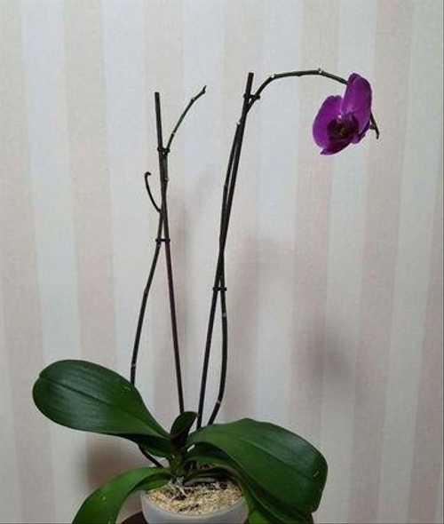 Орхидея Фаленопсис Стелленбош бабочка | Festima.Ru - Мониторинг объявлений
