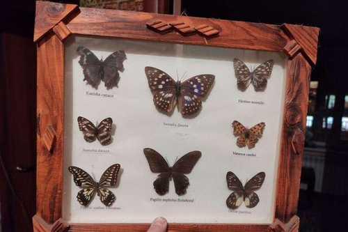 Бабочки сухие в рамке
